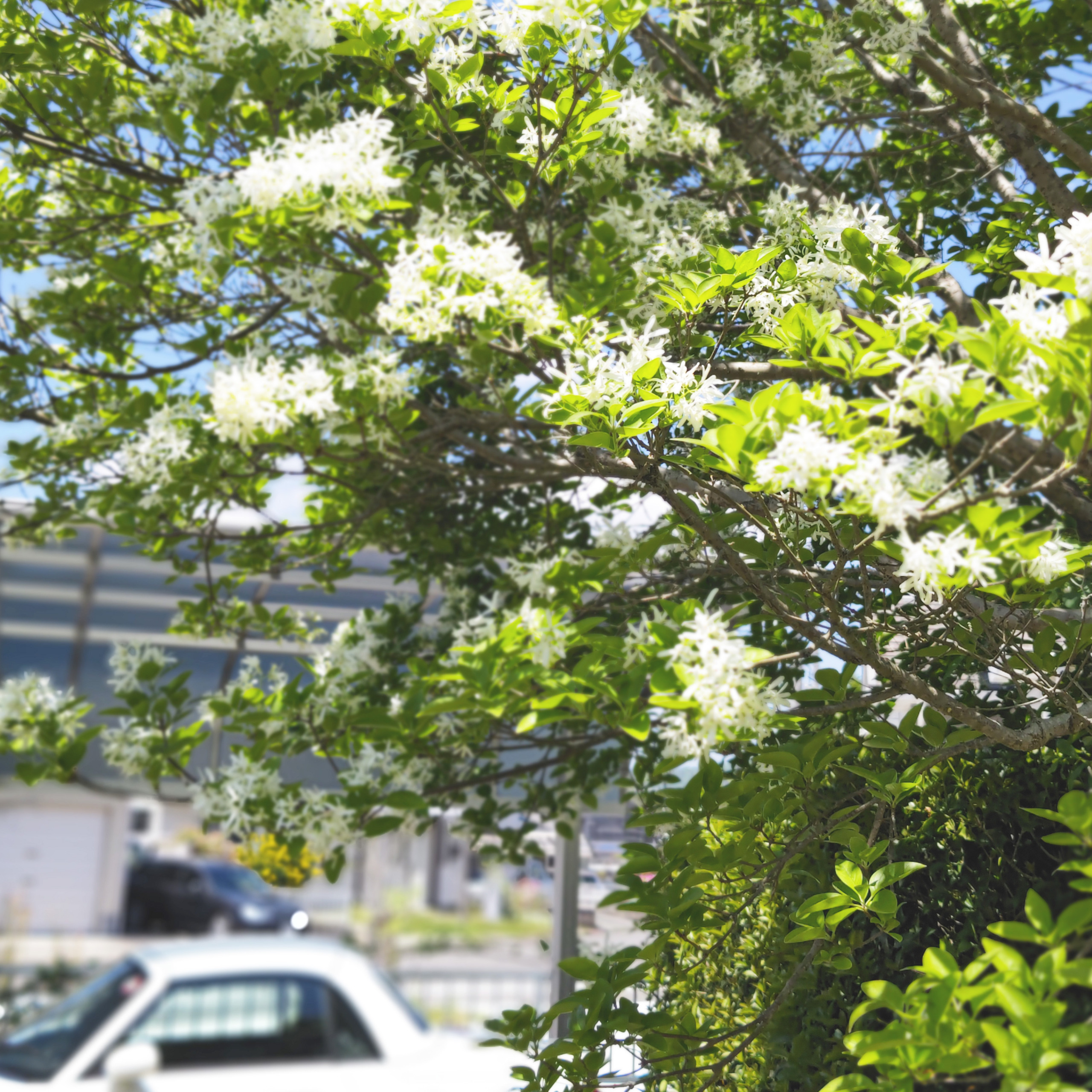 ナンジャモンジャの花が咲いたよ。久しぶりにオットさんと家時間 » nancychannel